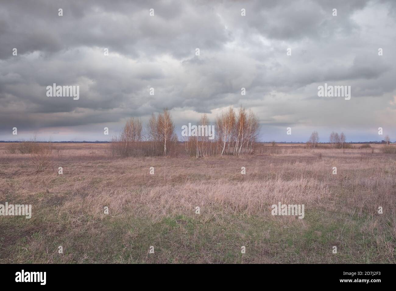 Small birch grove among yellow autumn grasses. Dramatic evening sky ...