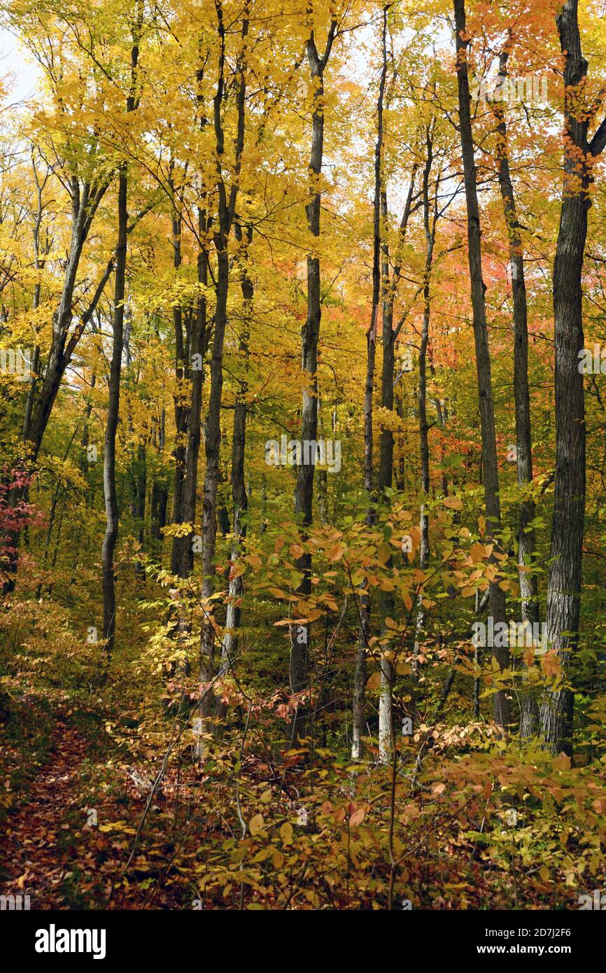 Deciduous trees in silhouette hi-res stock photography and images - Alamy