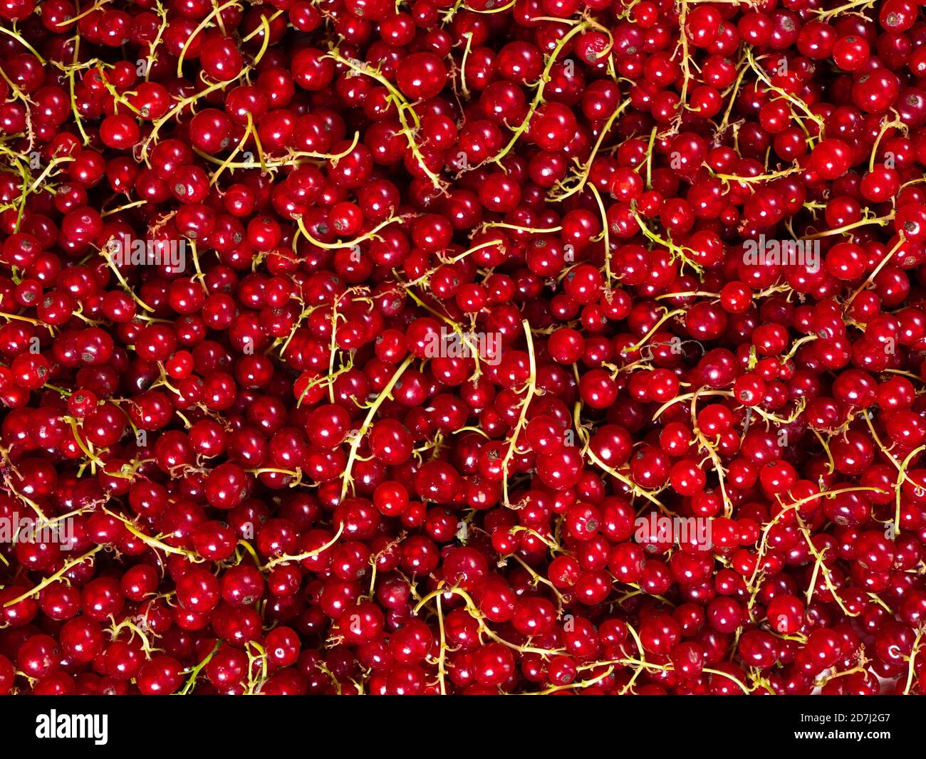 Plucked berries hi-res stock photography and images - Alamy