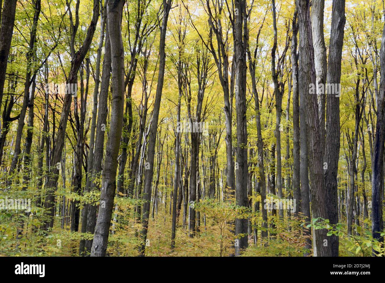 Fall colours in a deciduous forest in autumn along the Bruce Trail ...