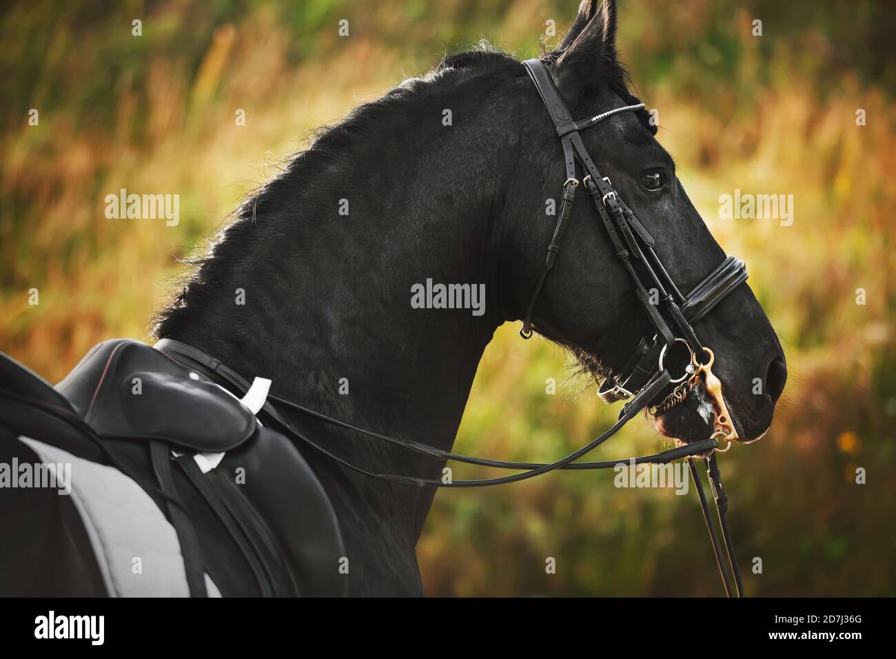 Friesian horse hi-res stock photography and images - Alamy