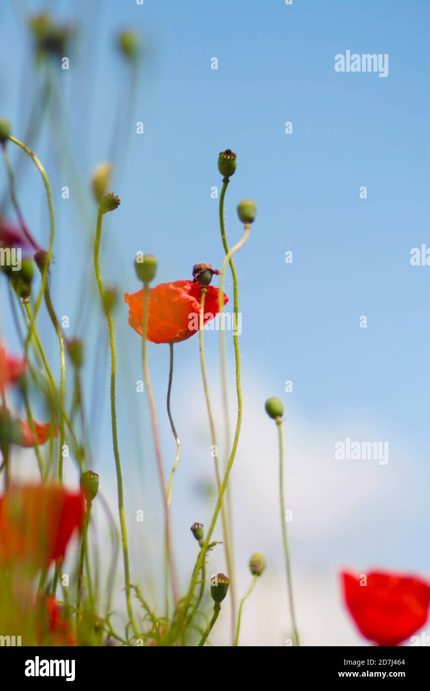Blooming poppy field. Red poppy flower close up Stock Photo - Alamy