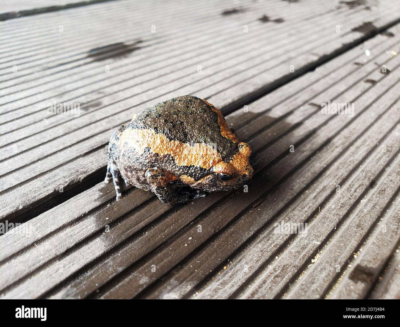 Bull frog on the veranda close up Stock Photo - Alamy