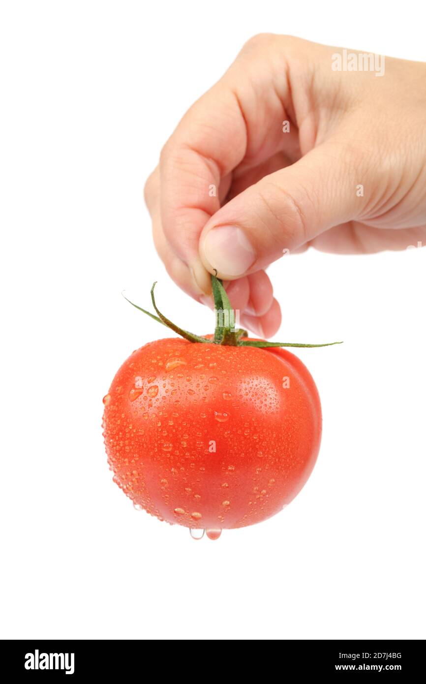 Fresh red tomato in hand isolated on white background Stock Photo - Alamy
