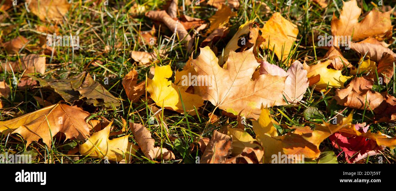 background of autumn leaves. Autumn background. Autumn leaves on the ...