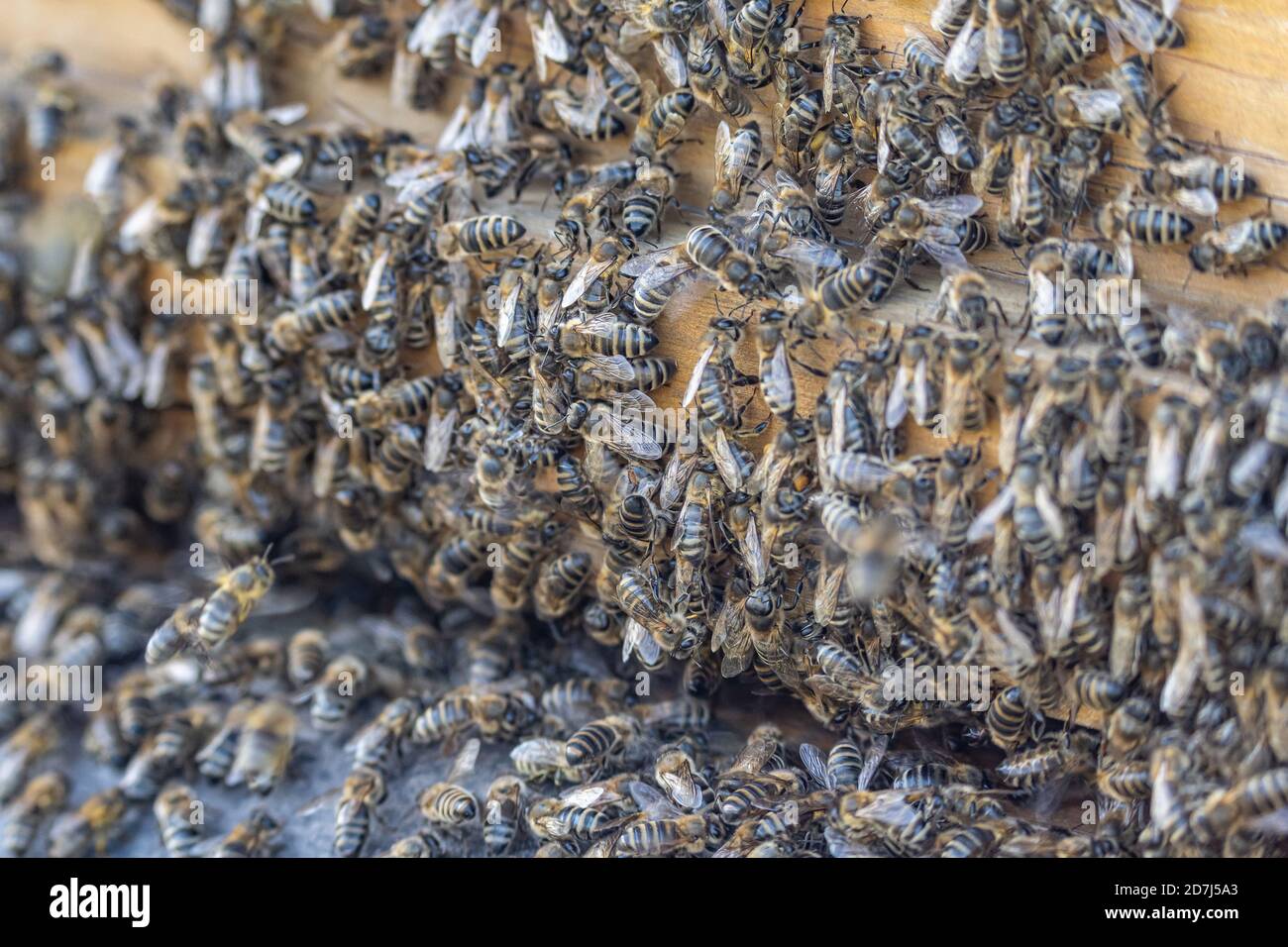 Close up of huge crowd of honey bees flying into beehive apiary Working ...