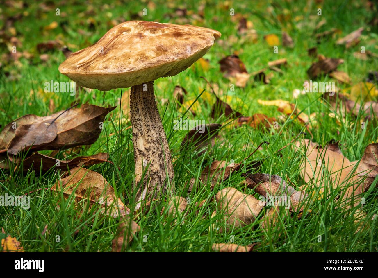 Leccinum scabrum, commonly known as the rough-stemmed bolete, scaber ...
