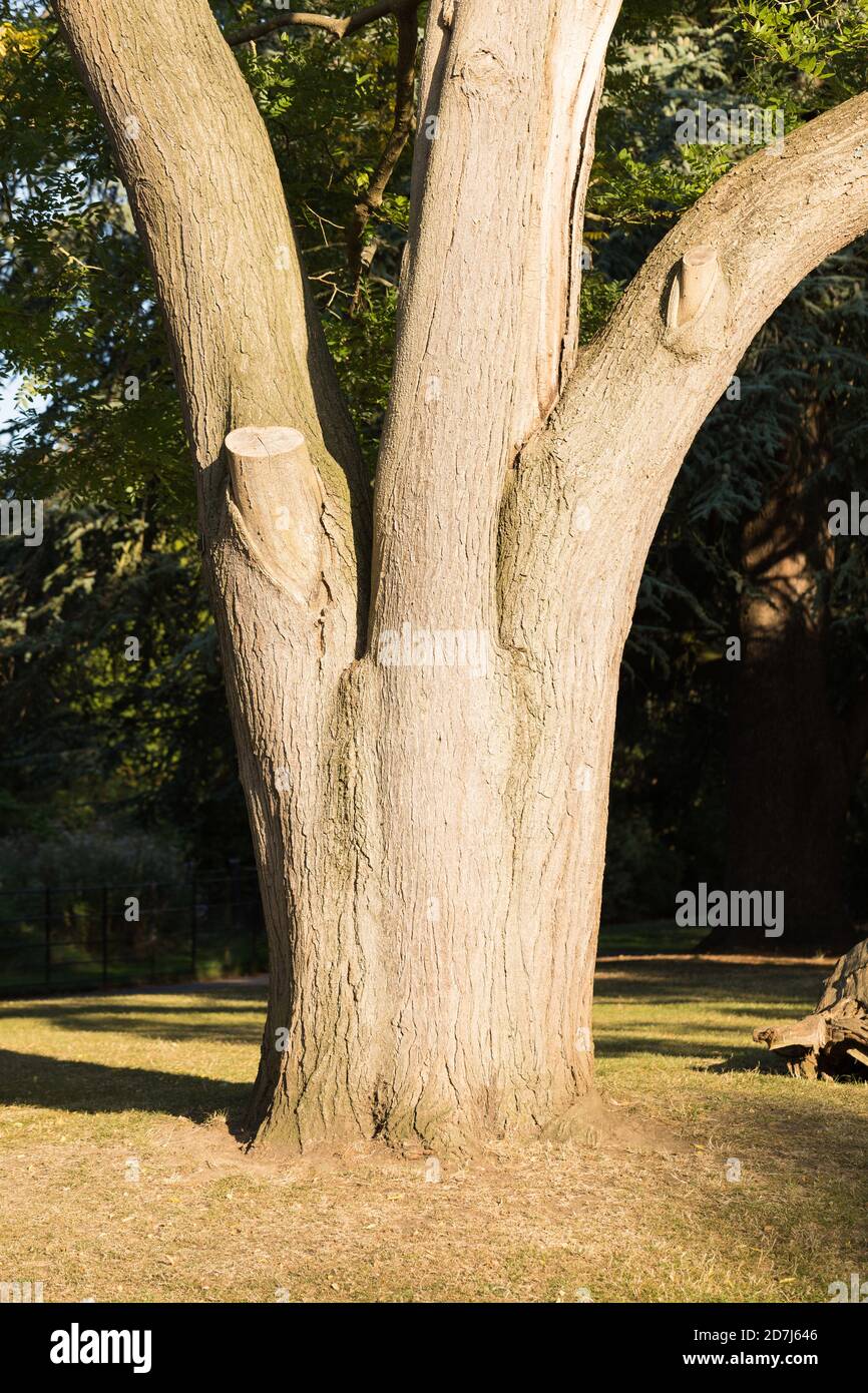 Old Tree Trunk with Three Large Branches Grows on a Sunny Day. Excess ...