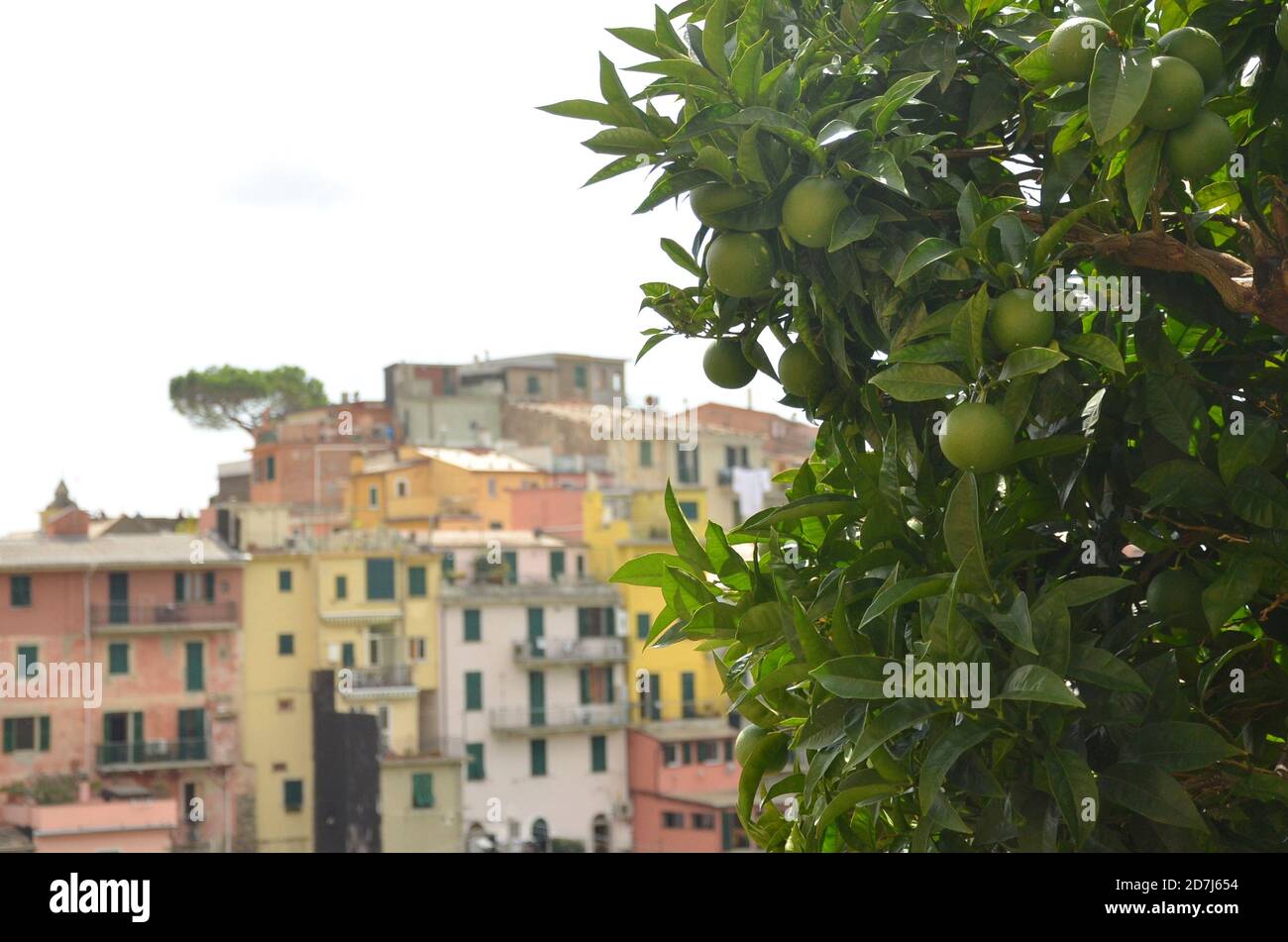 Beautiful lemon tree at Monterosso, Cinque Terre, Italy Stock Photo - Alamy