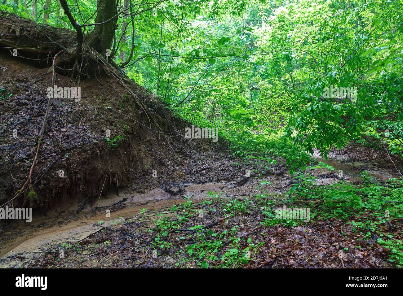 Green spring wet forest with paths and streams Stock Photo - Alamy