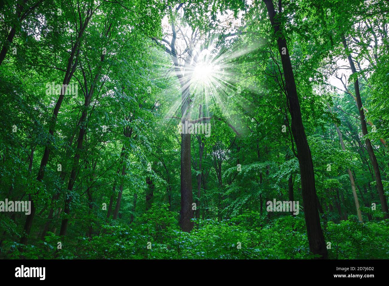 Green spring wet forest with paths and streams Stock Photo - Alamy
