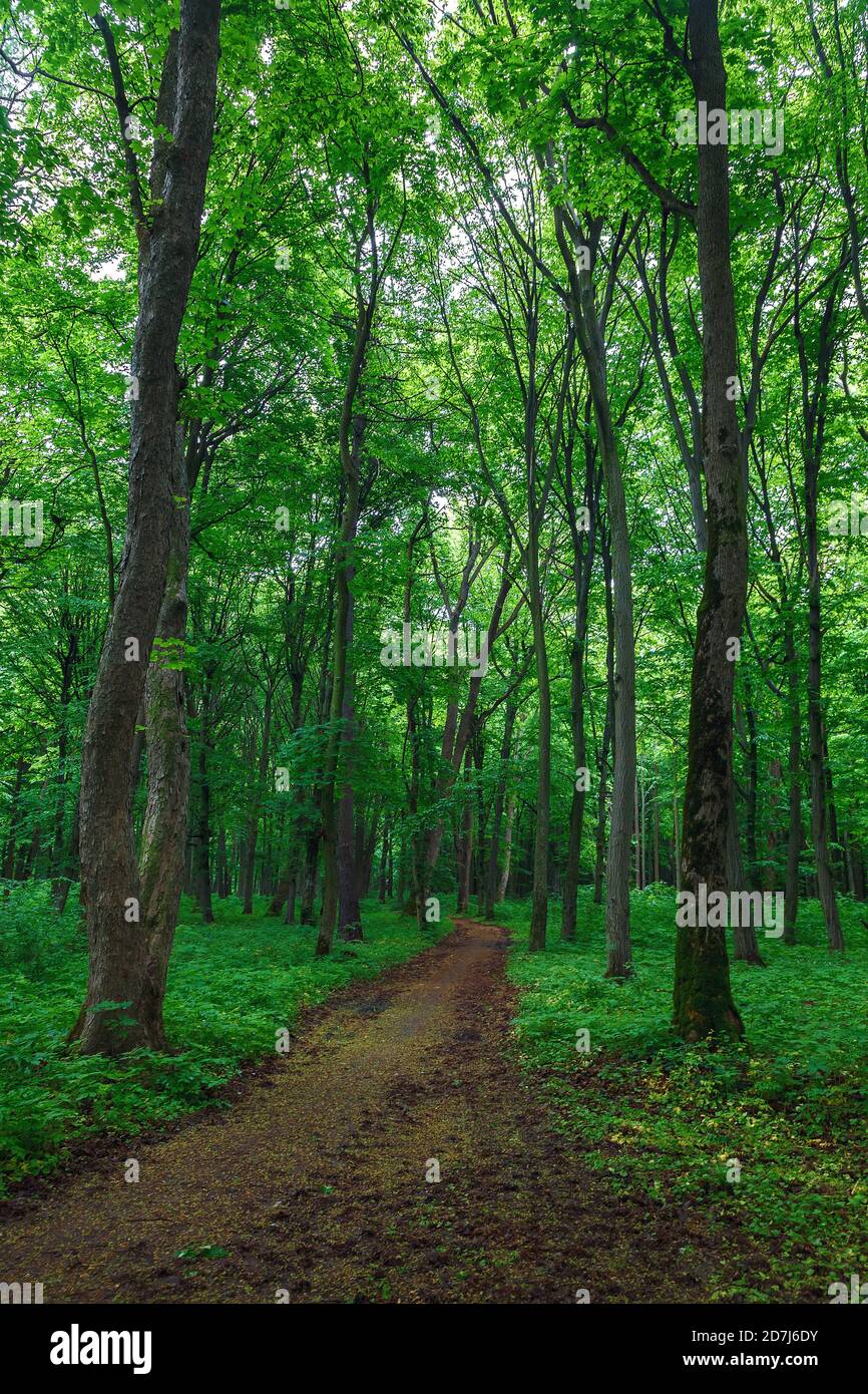 Green spring wet forest with paths and streams Stock Photo - Alamy
