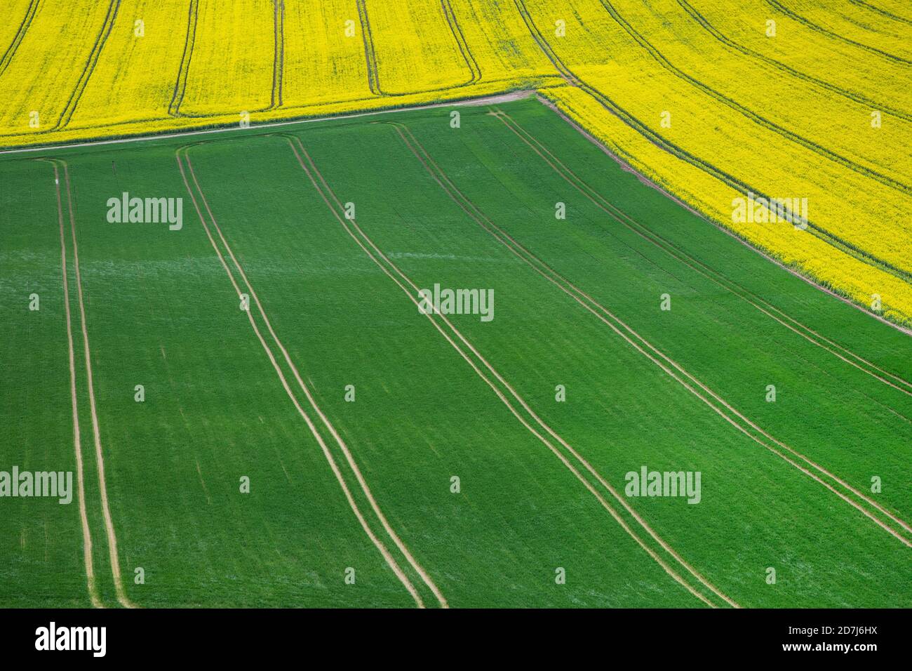 Fields of oilseed rape and green crops with tractor lines Stock Photo ...