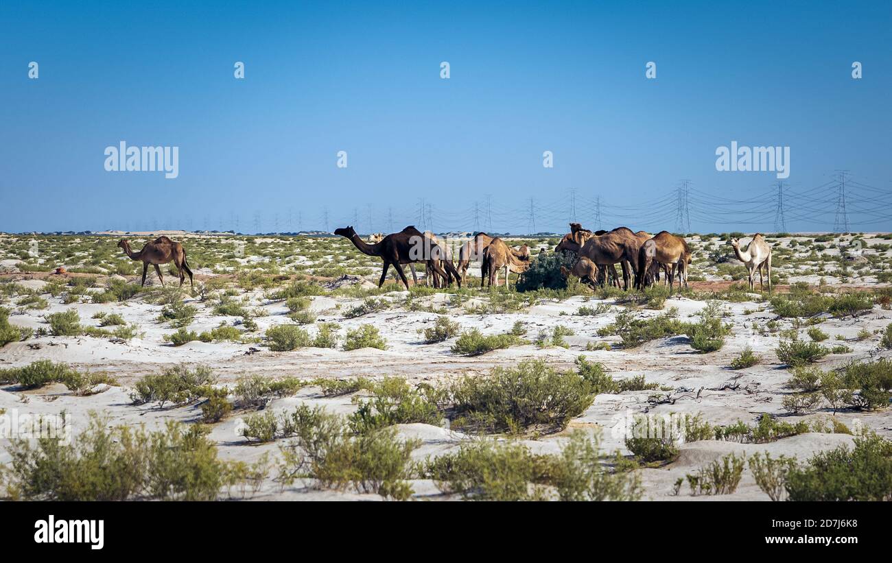 Uae desert animals group hi-res stock photography and images - Alamy