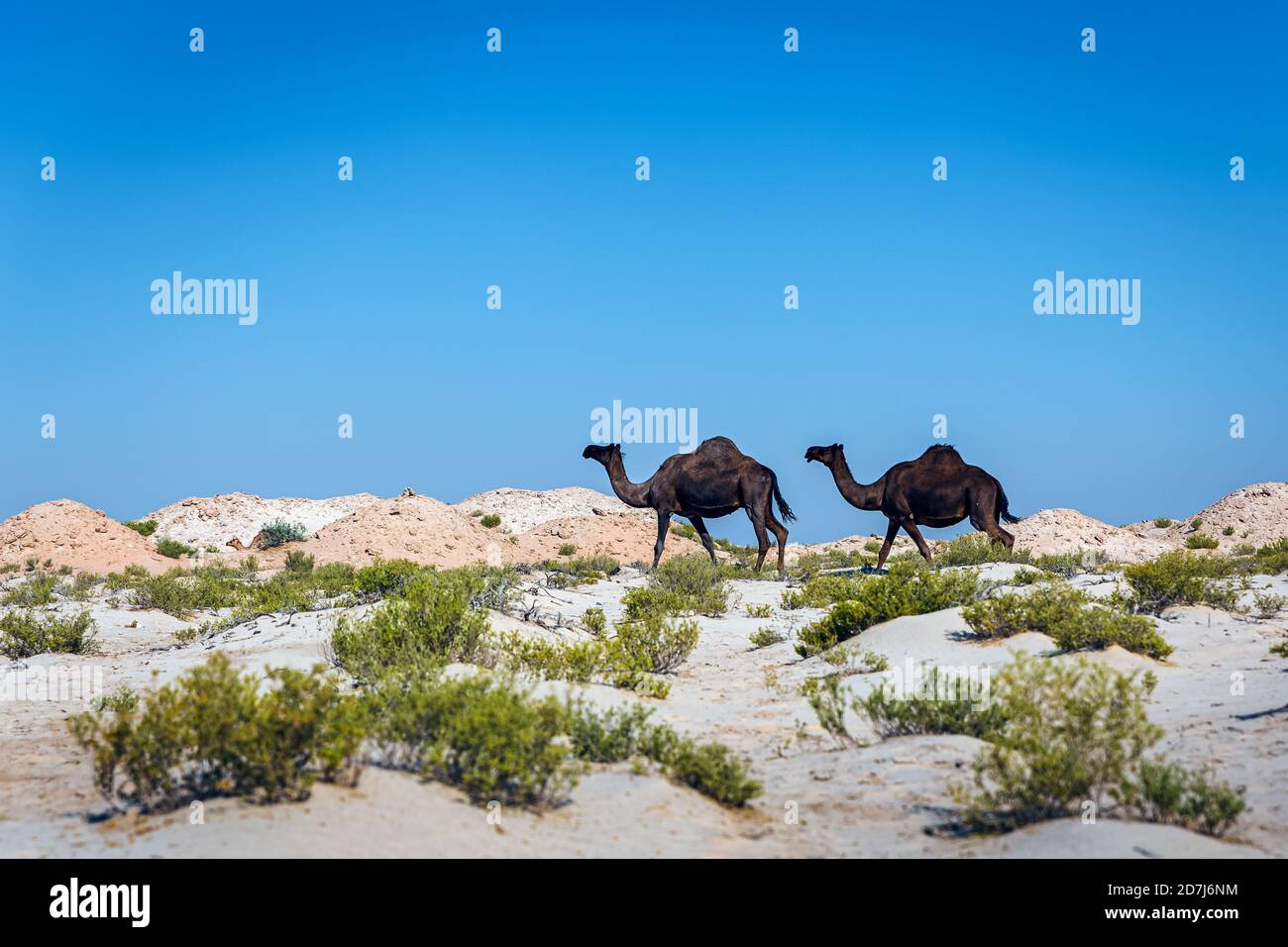 Uae desert animals group hi-res stock photography and images - Alamy