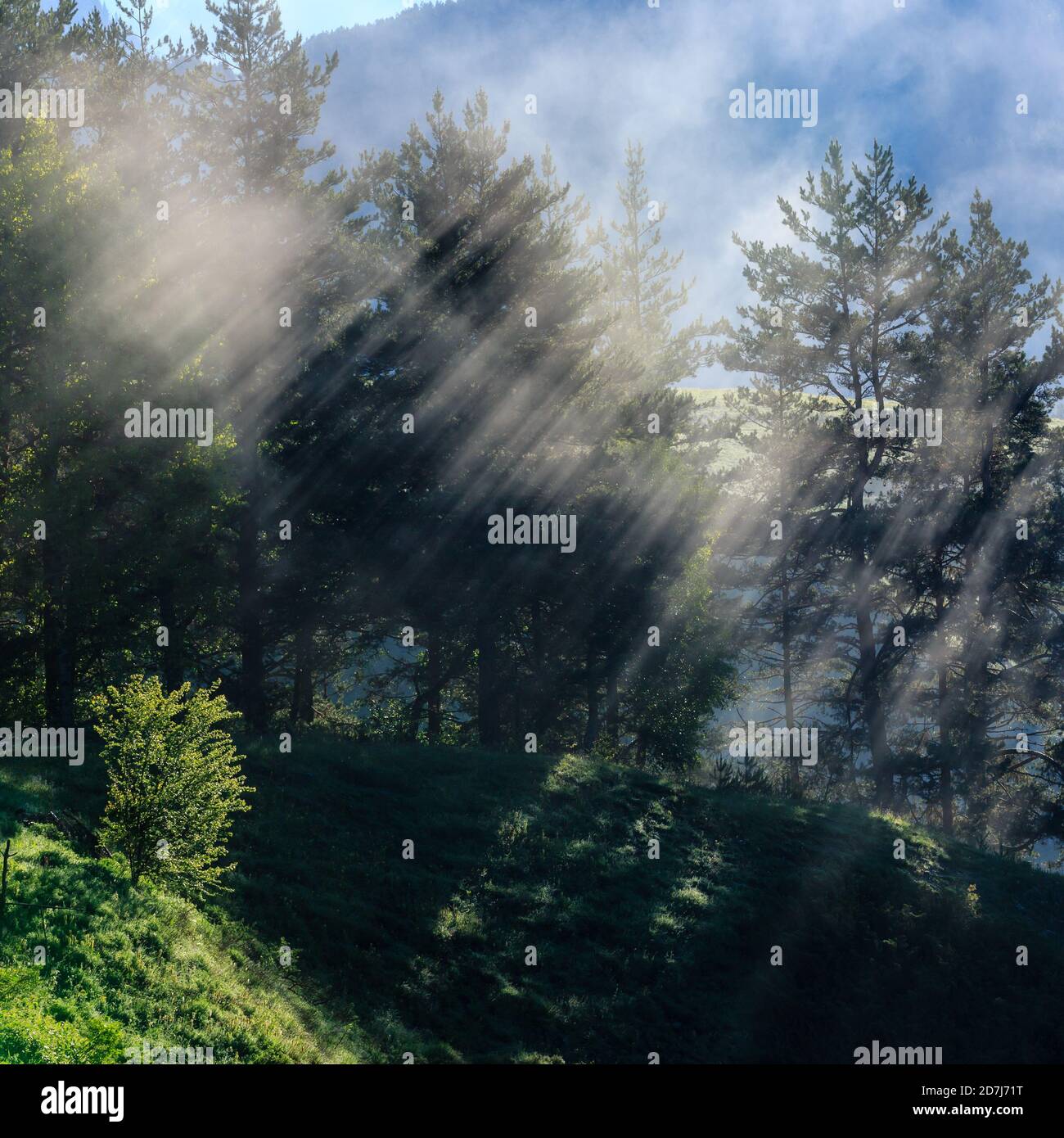 Morning mist in the forest, sunbeams breaking through the fog Stock ...