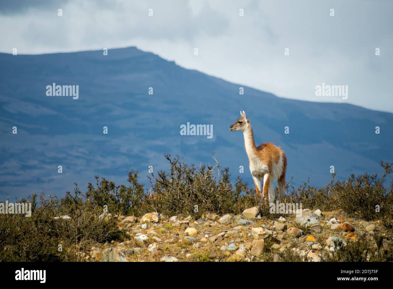 A wild Guanaco in the mountains of Patagonia Stock Photo - Alamy