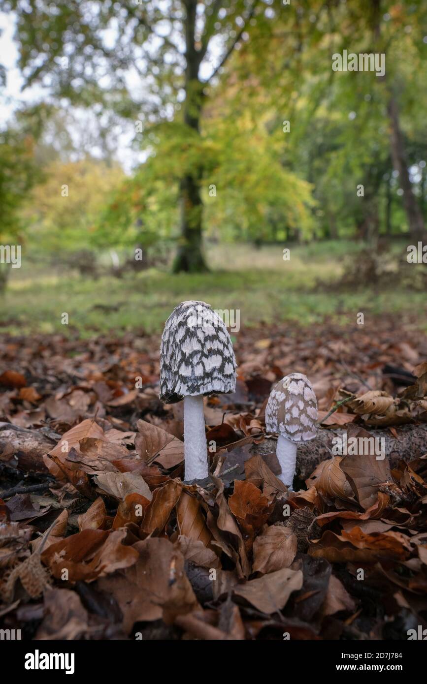 Magpie ink cap hi-res stock photography and images - Alamy