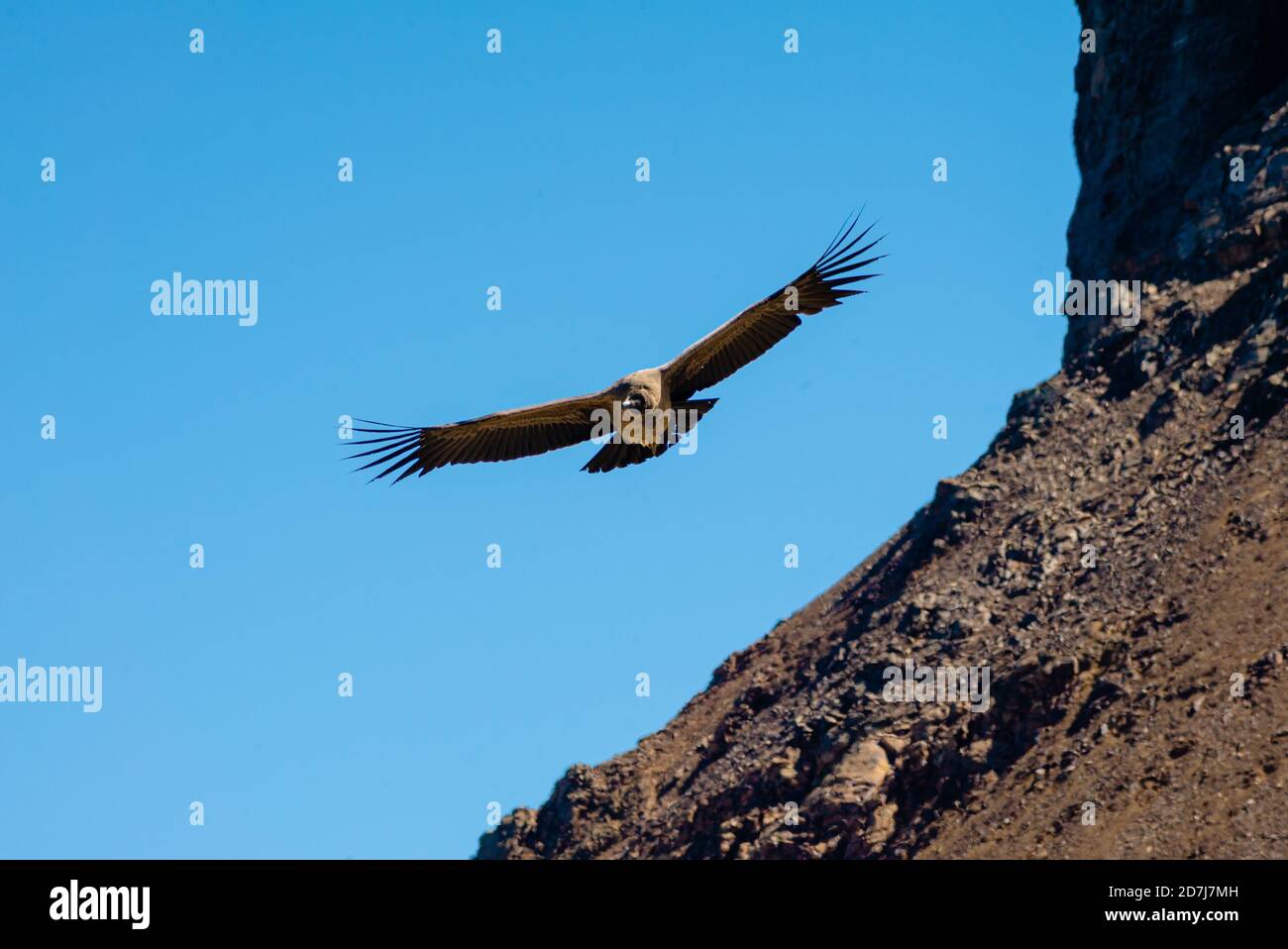 Andean Condor soaring above mountains Stock Photo - Alamy
