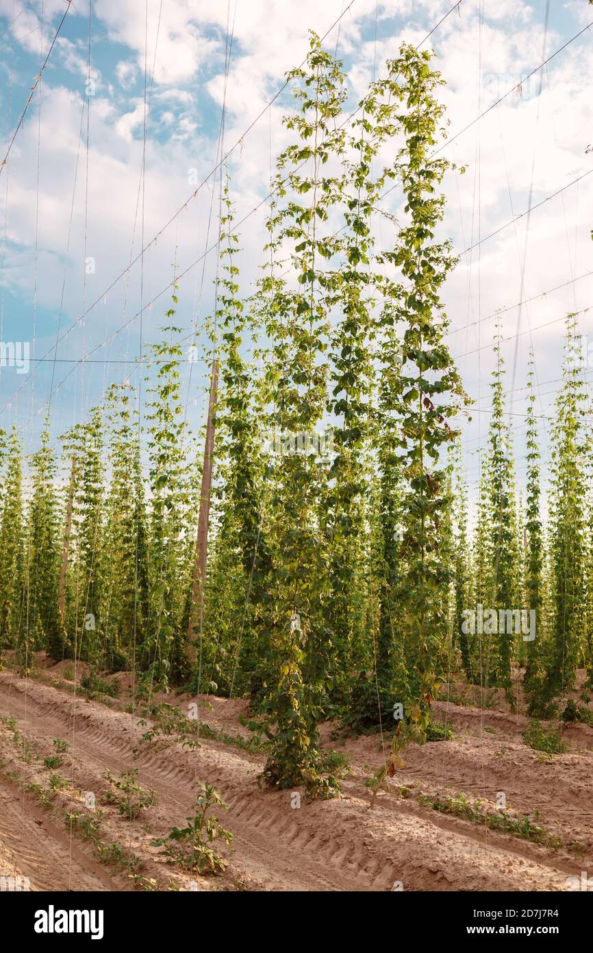 Hop field on a background of blue sky with clouds Stock Photo - Alamy