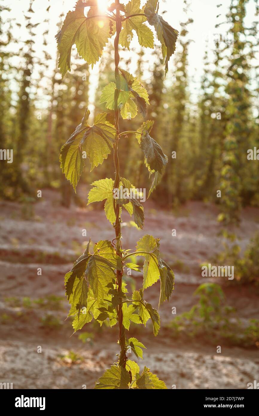 Hop field on a background of blue sky with clouds Stock Photo - Alamy
