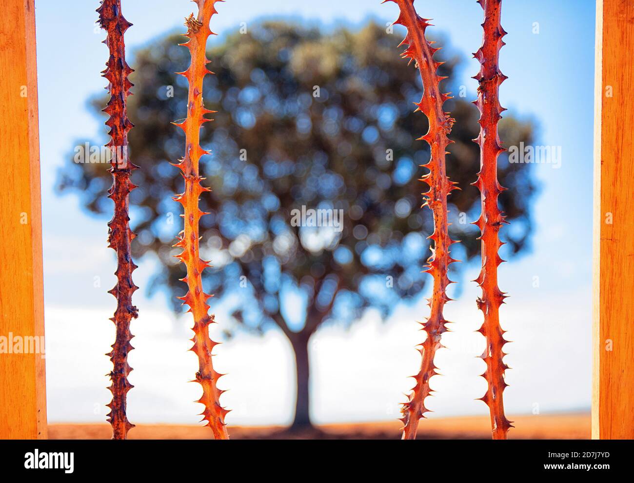 Visual metaphor of tree imprisoned by thorny stems in Lagunas de ...