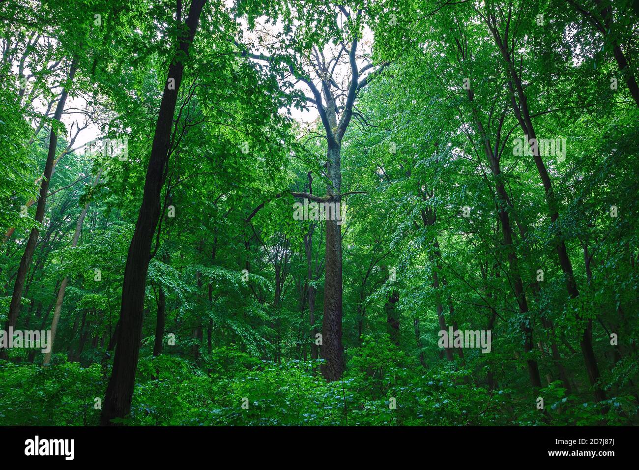 Green spring wet forest with paths and streams Stock Photo - Alamy