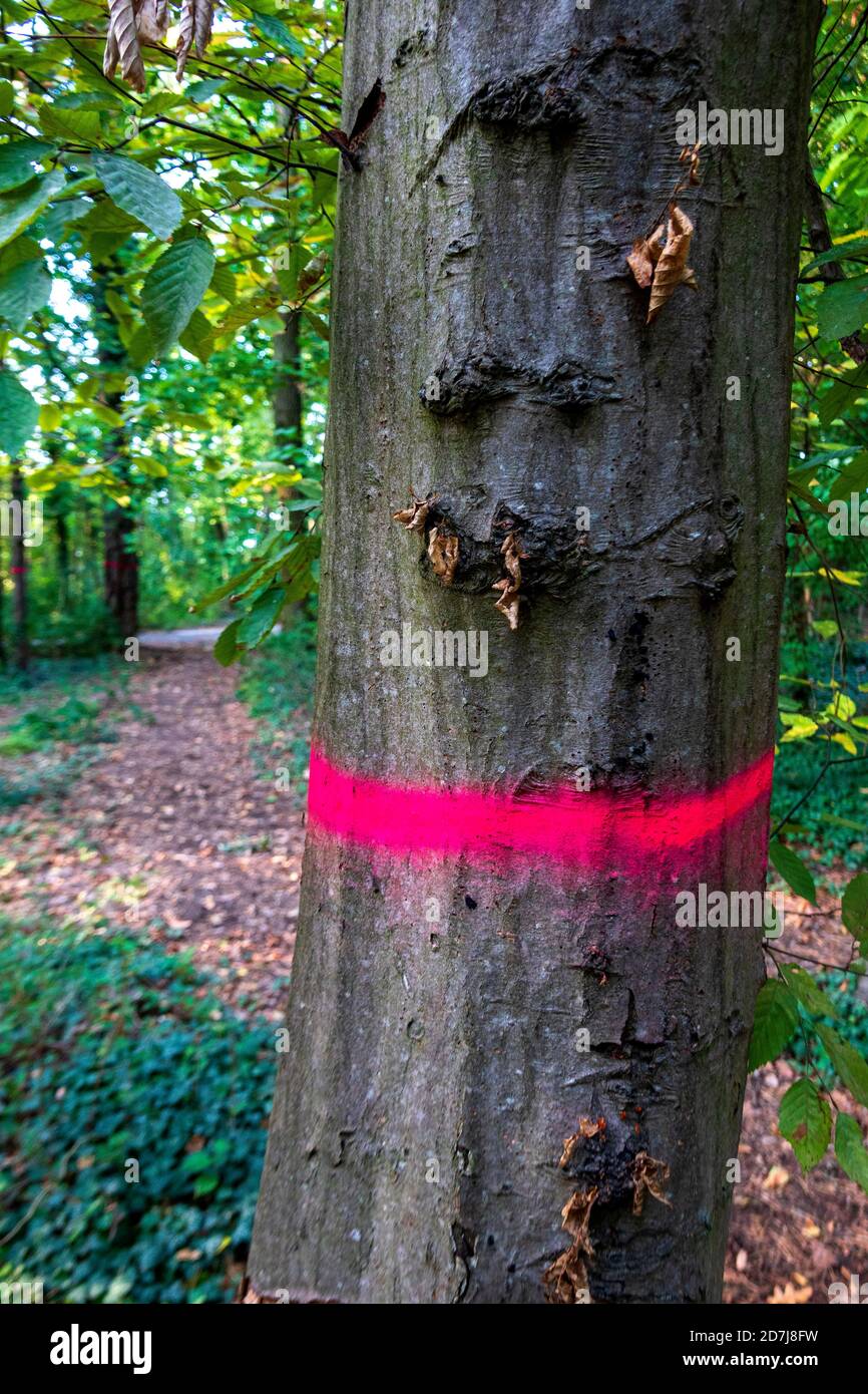 Tree marked for cutting Stock Photo - Alamy