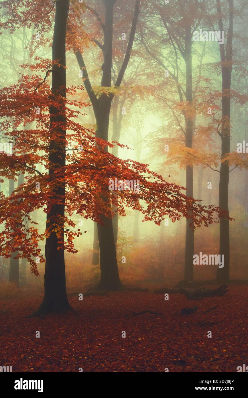 Misty dawn forest hi-res stock photography and images - Alamy