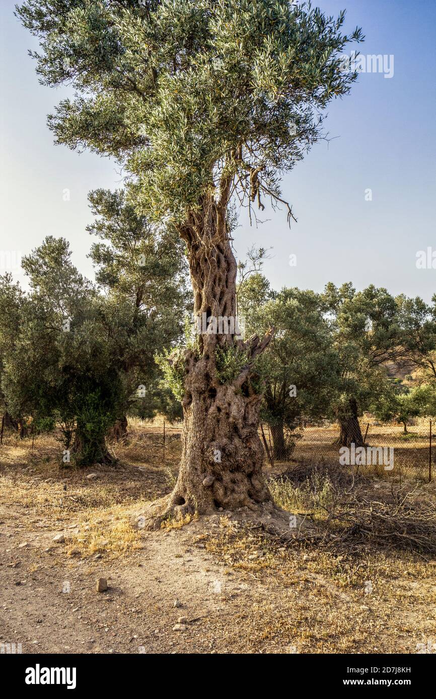 Old olive tree hi-res stock photography and images - Alamy
