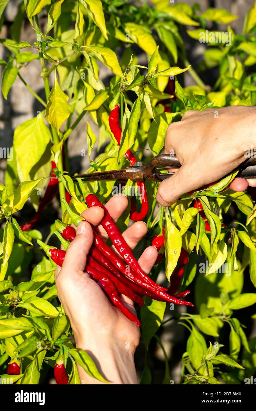 Farmer harvesting fresh red chili peppers at organic farm Stock Photo ...