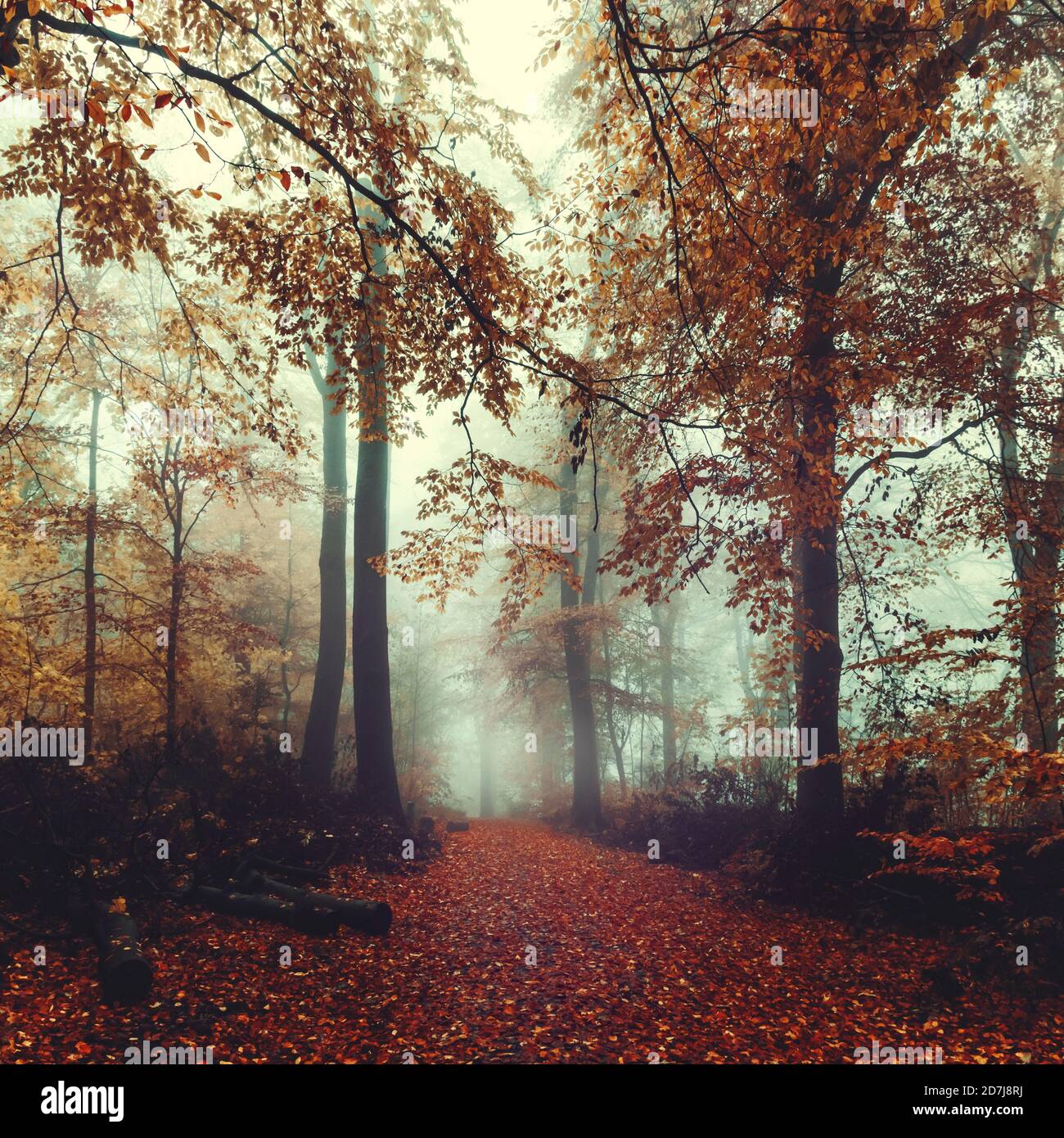 Misty forest scene in hi-res stock photography and images - Alamy