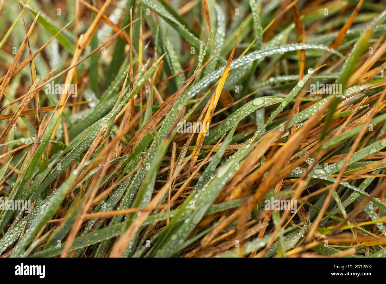 Autumn Dew on Grass with dry leaves Stock Photo - Alamy