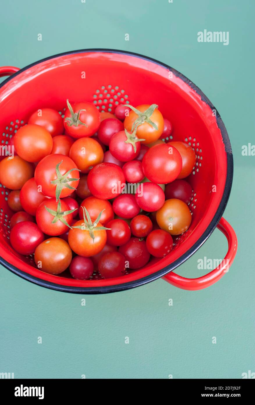 Colander with fresh homegrown tomatoes Stock Photo - Alamy