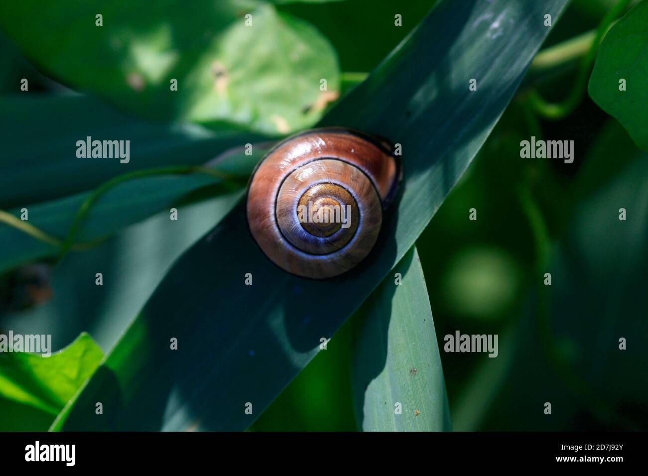 Spiral of brown snail shell Stock Photo - Alamy