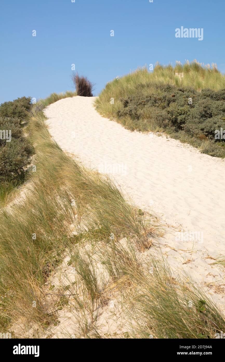 Green beach grass hi-res stock photography and images - Alamy