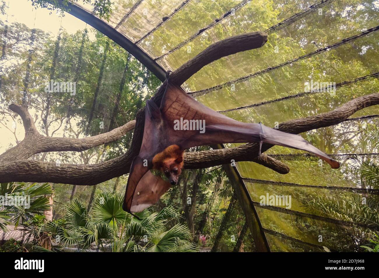 Fruitbat hi-res stock photography and images - Alamy