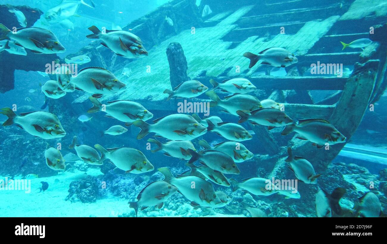 School of amazing different types of gray fish floating and swimming on ...