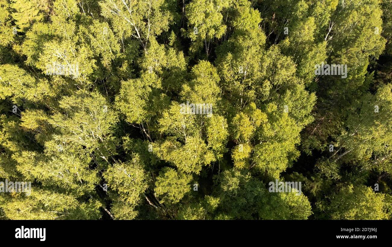 Birch grove birds eye view hi-res stock photography and images - Alamy