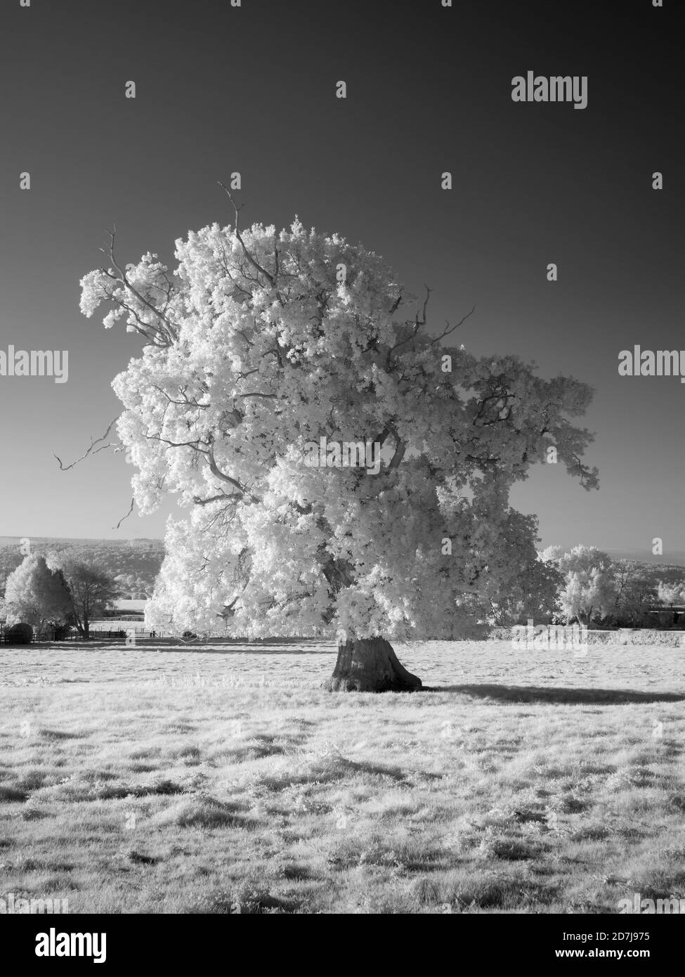 A black and white infrared image of countryside at Wrington, North ...