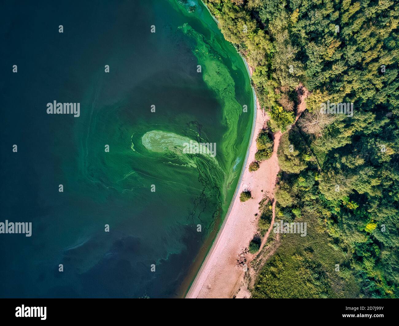 Aerial view of green algae growing on riverbank by trees Stock Photo ...