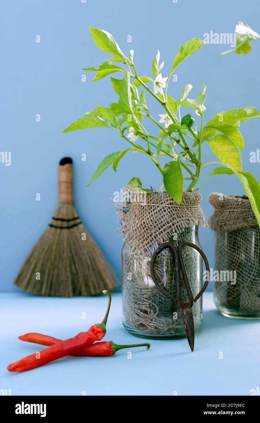 Jute plant hi-res stock photography and images - Alamy