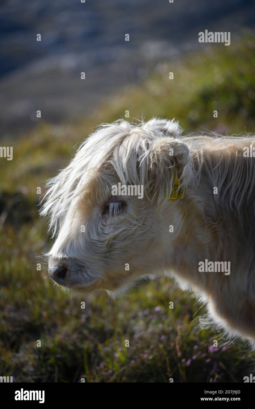 Portrait of white Galloway cow Stock Photo - Alamy