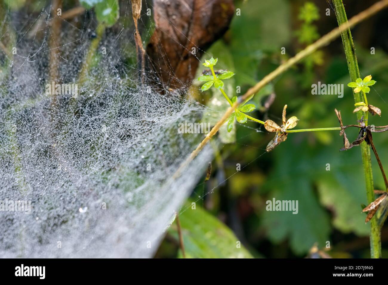 Spiders web glistening with water droplets from the dew Stock Photo - Alamy