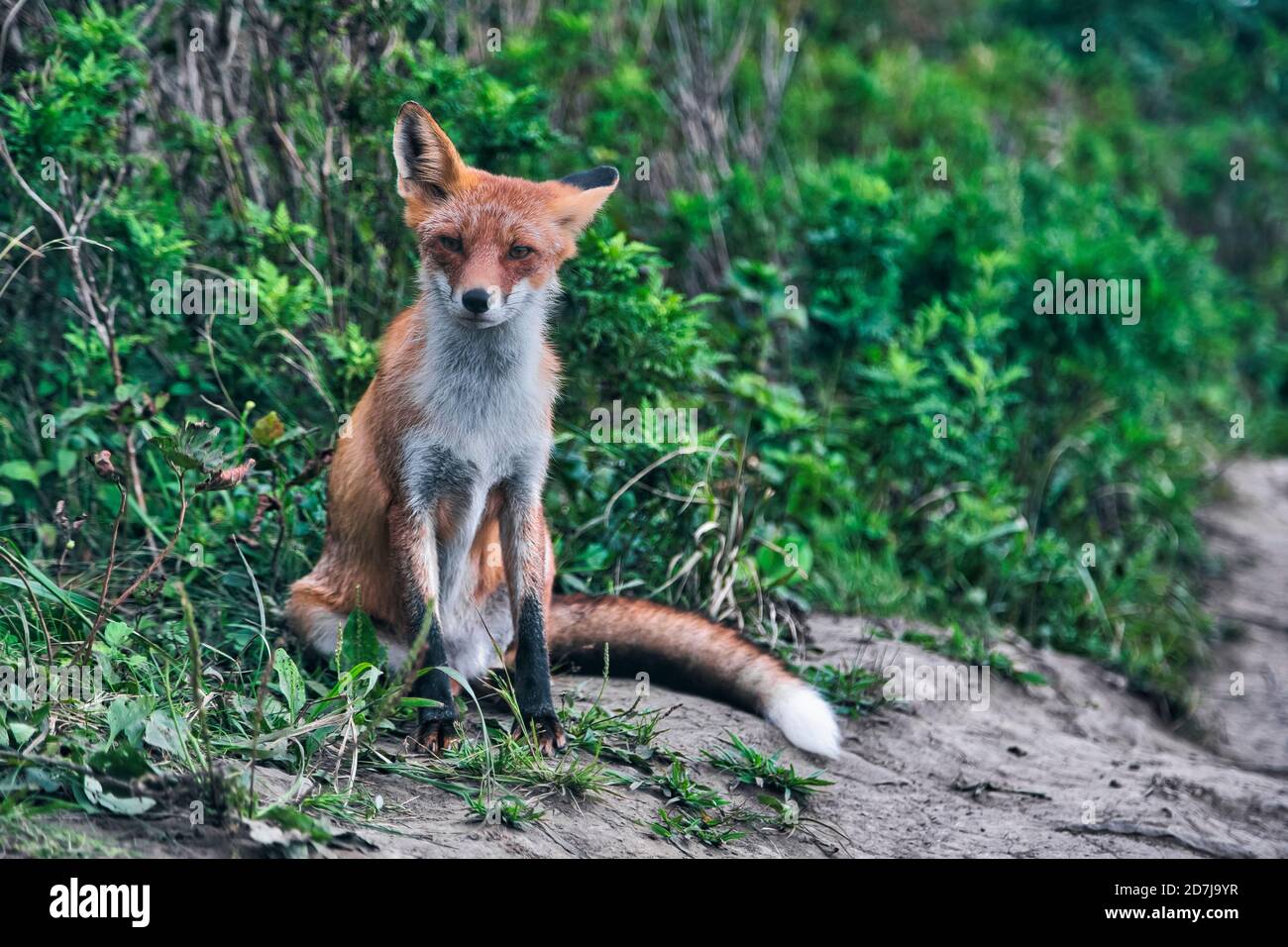 Red fox sitting hi-res stock photography and images - Alamy
