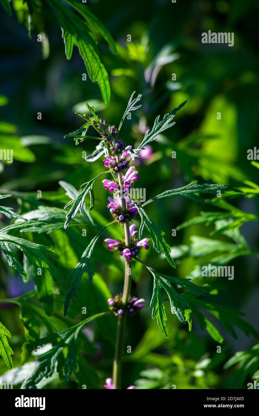 Siberian motherwort (Leonurus sibiricus) growing outdoors Stock Photo ...