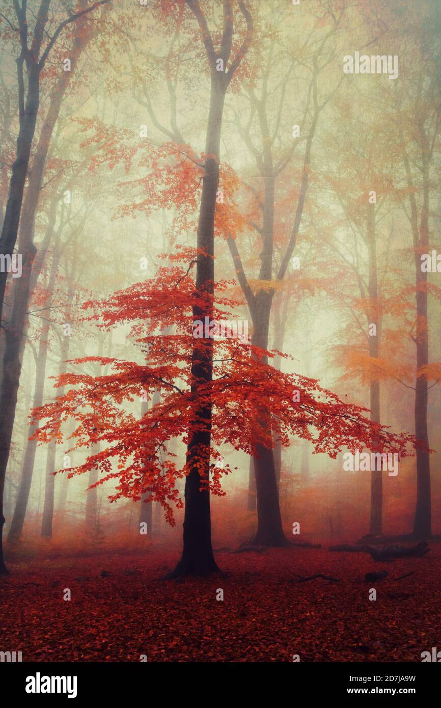 Tree forest misty hi-res stock photography and images - Alamy