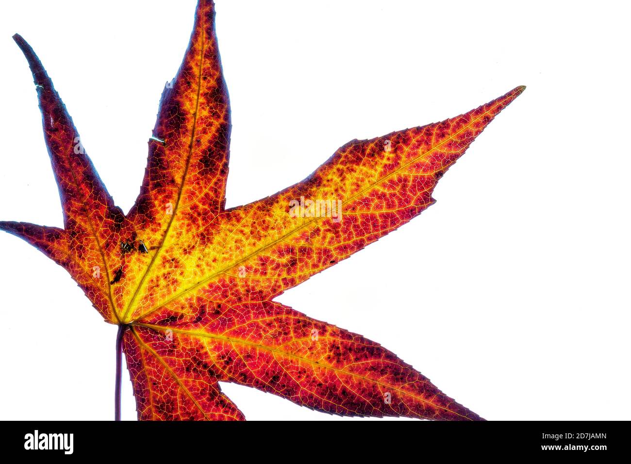 Abstract red leaf texture Cut Out Stock Images & Pictures - Alamy