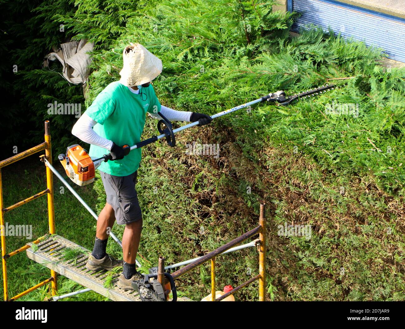 Man cutting a tall hedge of fir trees with a petrol powered long hedge ...