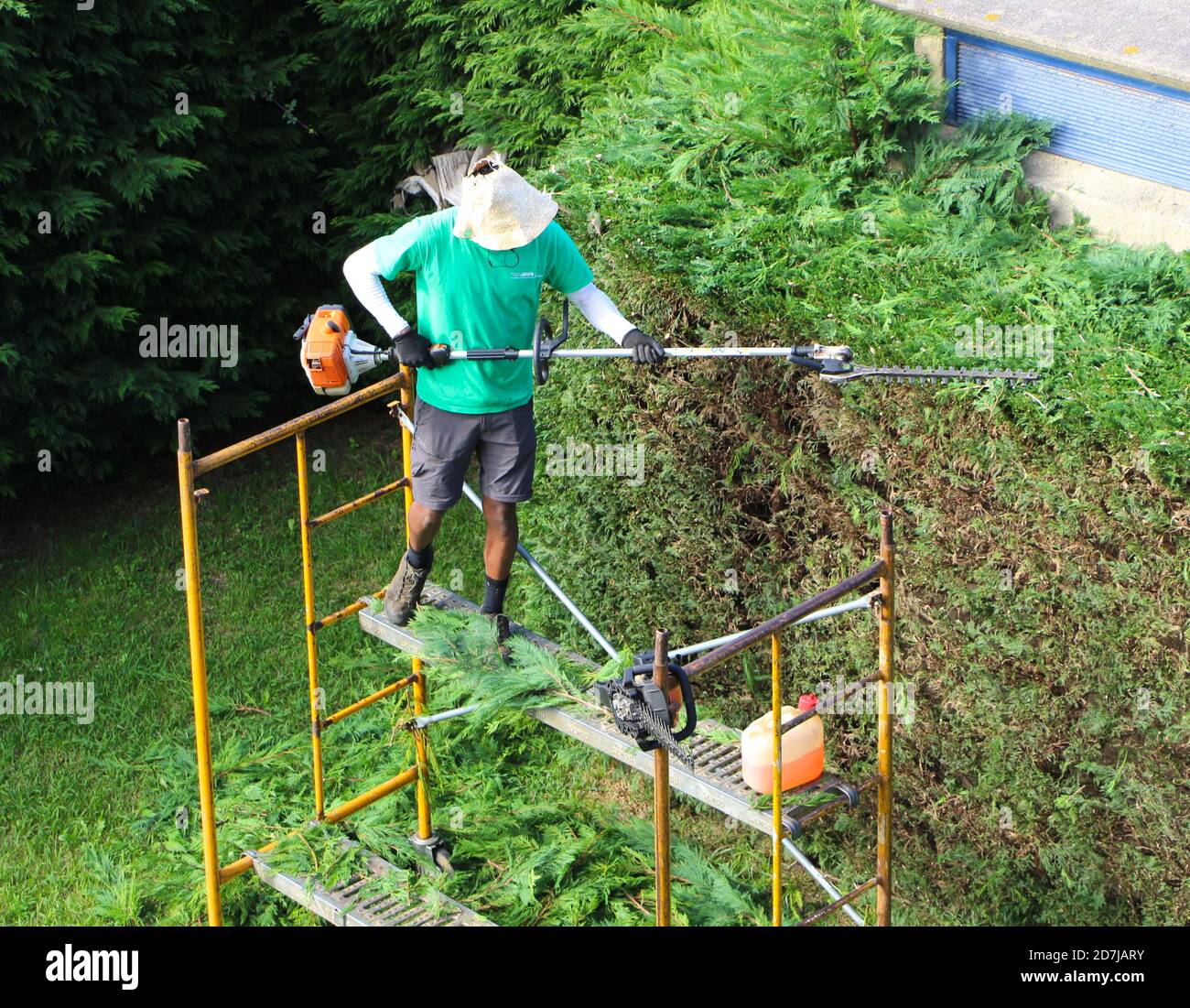 Man cutting a tall hedge of fir trees with a petrol powered long hedge ...